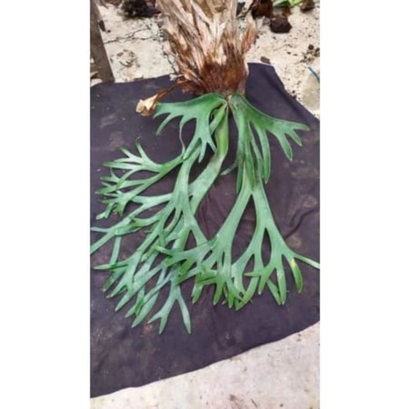 Jual Simbar menjangan/pletycerum tanduk rusa dewasa 50-70cm 3-6tangkai ...