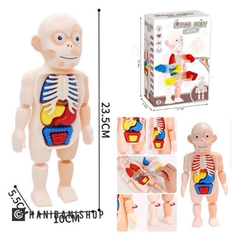 Jual Mainan Edukasi Anak Belajar Organ Tubuh Manusia Pelajaran IPA / Mengenal Body Parts Human ...