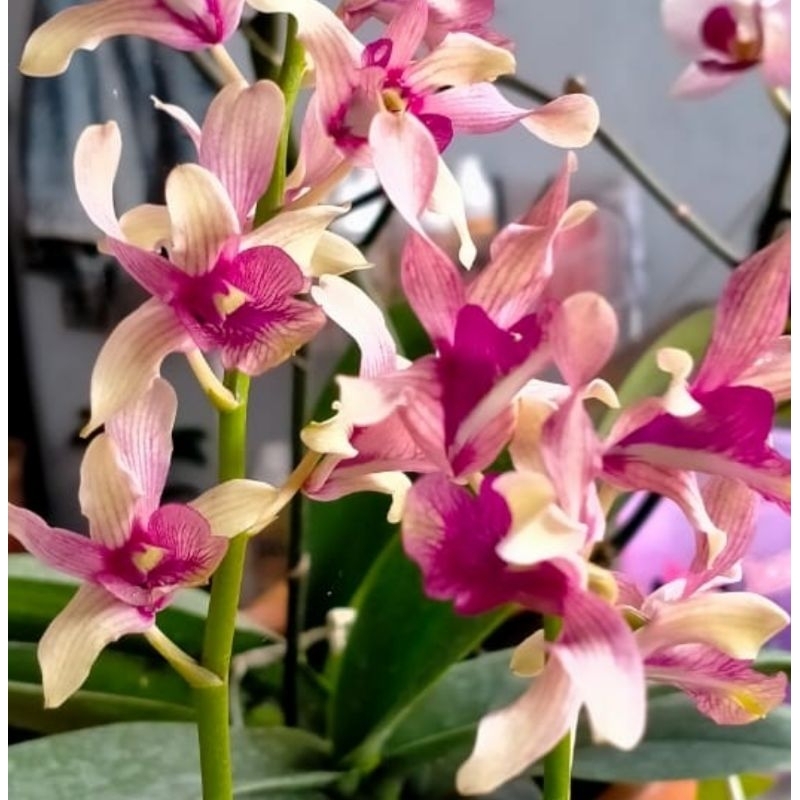 Jual Anggrek dendrobium RAI ( stripe purple raina) | Shopee Indonesia