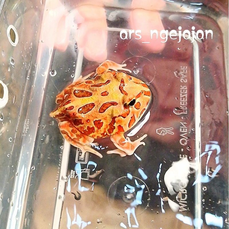 Jual Pacman Frog Brown Kodok Pacman Brown Free Kandang Dan Makanan ...