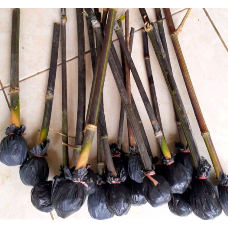 Jual Bibit Bambu Hitam Asli / Bambu Wulung Hitam / Bibit Tanaman Bambu ...