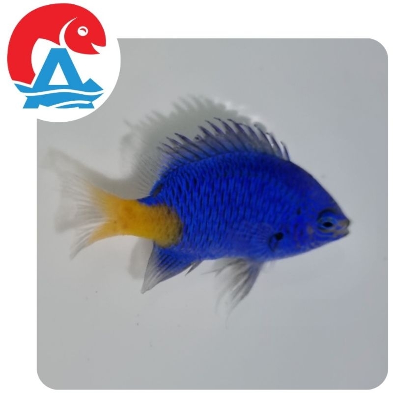 Jual Ikan Hias Laut Betok Ekor Kuning | Shopee Indonesia