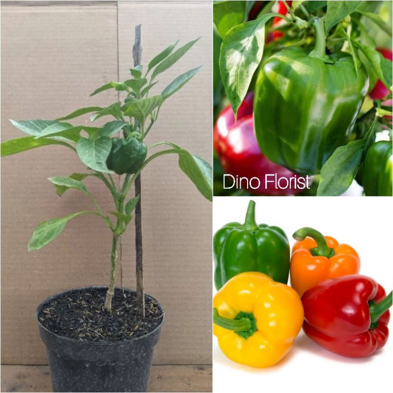 Jual Bibit Tanaman Cabai Paprika Sayur / Cabe / Lombok / Konsumsi ...