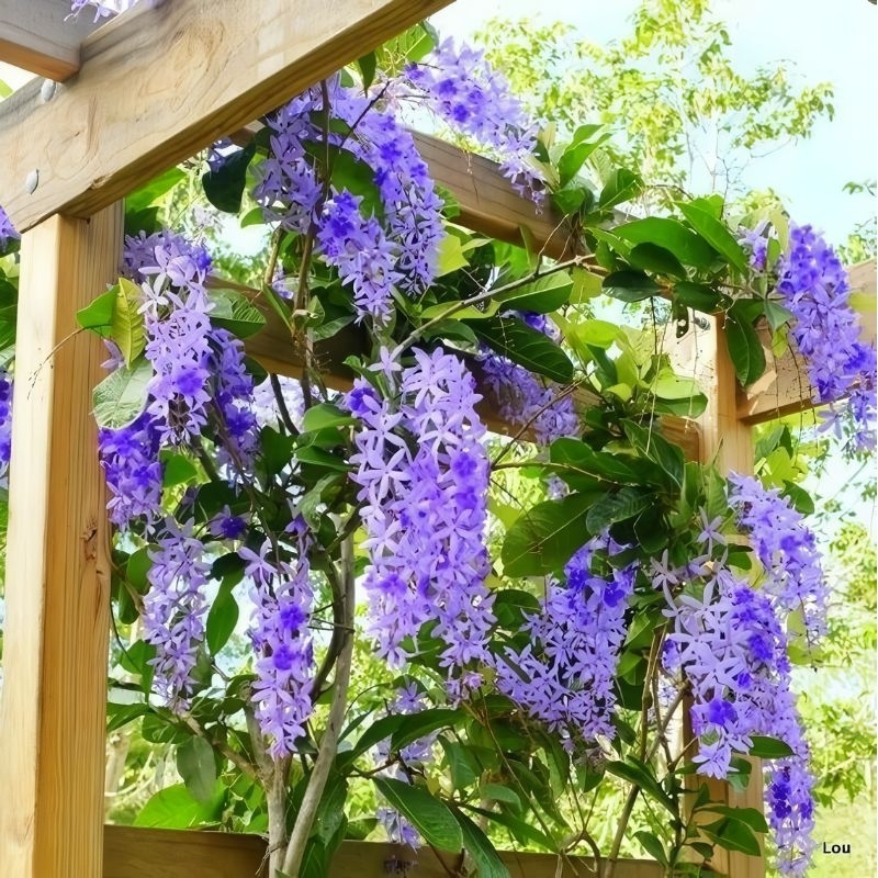 Jual Bunga Petrea Volubilis Ungu/ Tanaman merambat/ Bibit Tanaman ...