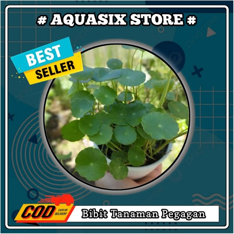 Jual tanaman Pegagagan Air / Hydrocotile / Hydrocotyle (10 daun ...