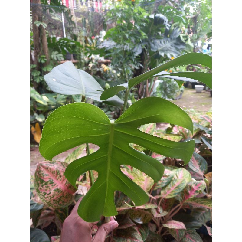 Jual Anak Monstera Brazilian Form Pecah | Shopee Indonesia