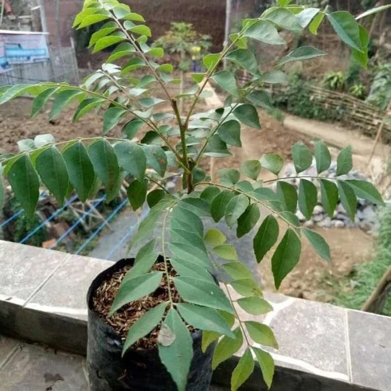Jual Pohon Daun Kari / Daun Rempah Masakan | Shopee Indonesia