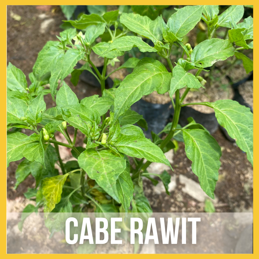 Jual Tanaman Bibit Cabe / cabai Rawit / lombok Tanaman Hidup Asli Bumbu dapur Siap Tanam ...