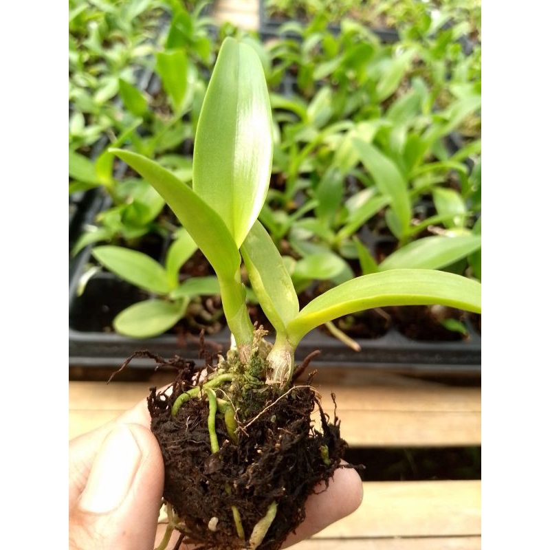 Jual 10PCS Bibit Anggrek Dendrobium Praseedling Hybrid – Warna Cantik ...