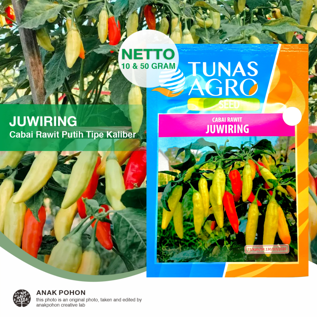 Jual (1 PACK) Benih Cabai Rawit Putih JUWIRING Tipe Kaliber Pedas Seeds ...