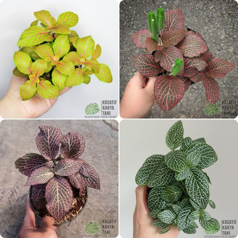 Jual Tanaman hias fittonia - Tanaman fitonia | Shopee Indonesia
