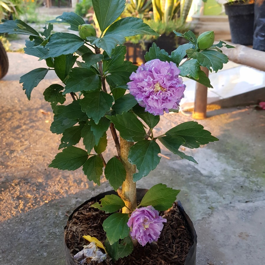 Jual Tanaman Bunga Sepatu Ungu Tumpuk Hibiscus | Shopee Indonesia