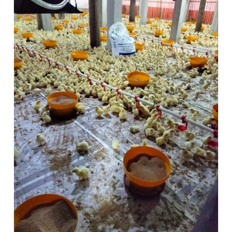 Jual Doc broiler (pedaging) (pengiriman hanya daerah Jabodetabek saja ...