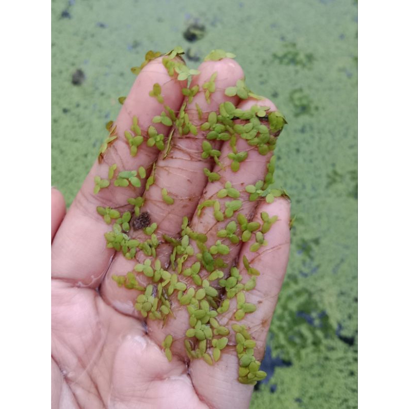 Jual Lemna Minor (Mata Lele) | Shopee Indonesia