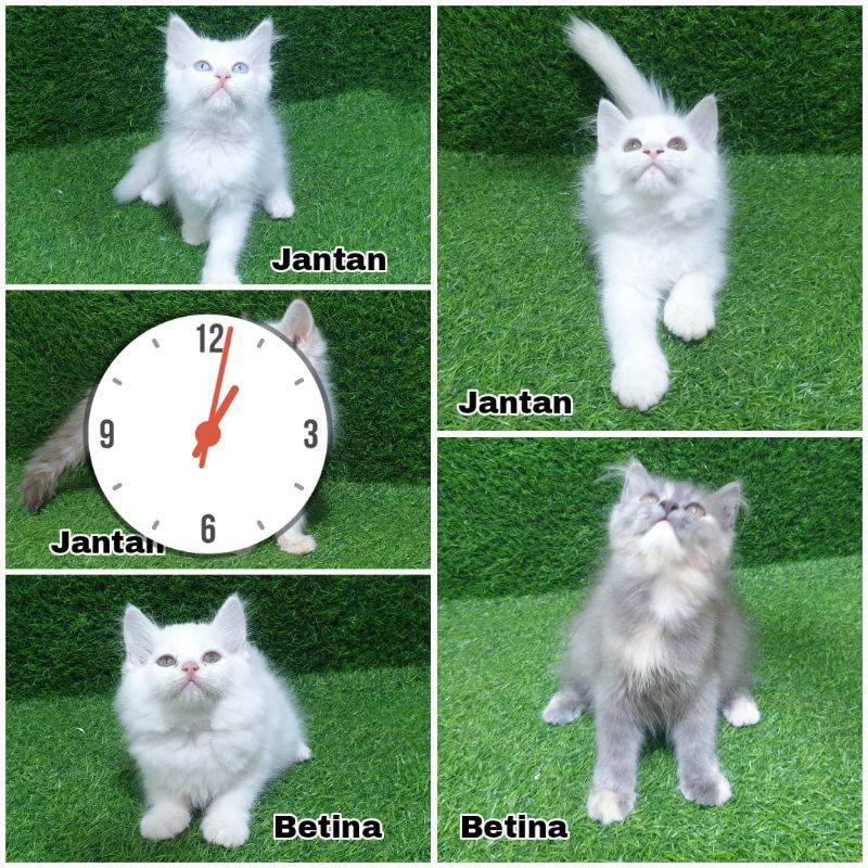 Jual kitten anakan kucing lucu imut gemes | Shopee Indonesia