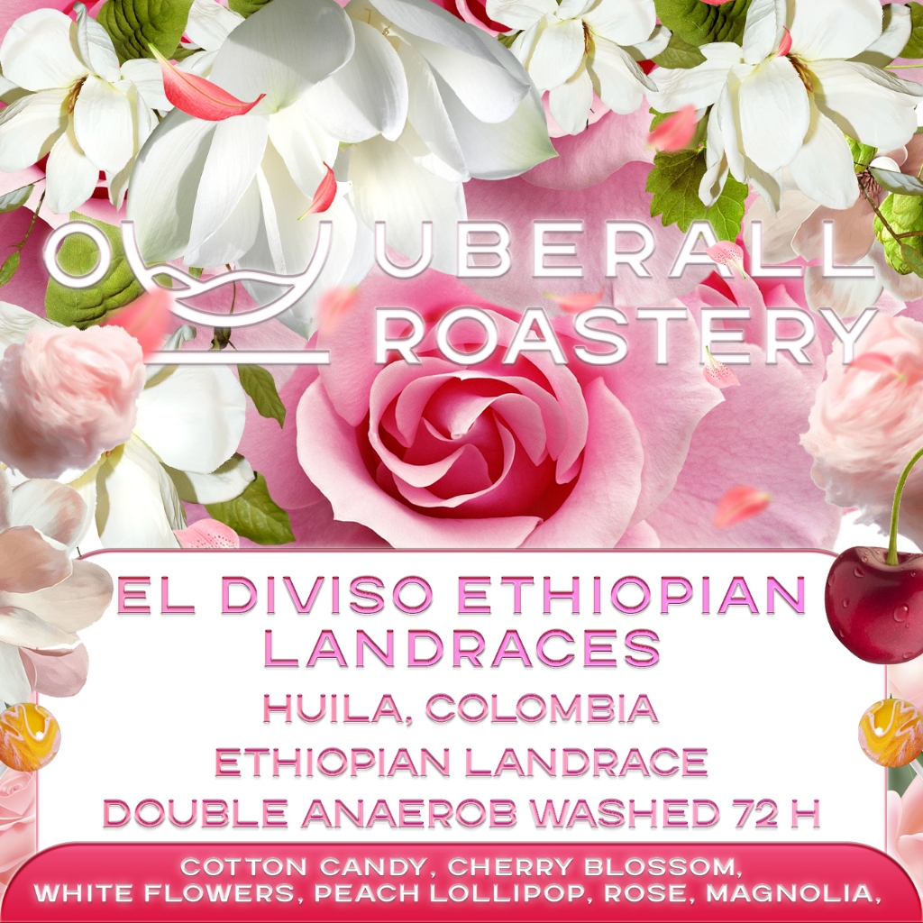 Jual Kopi Arabika El Diviso Ethiopian Landraces (Double Anaerob Washed ...