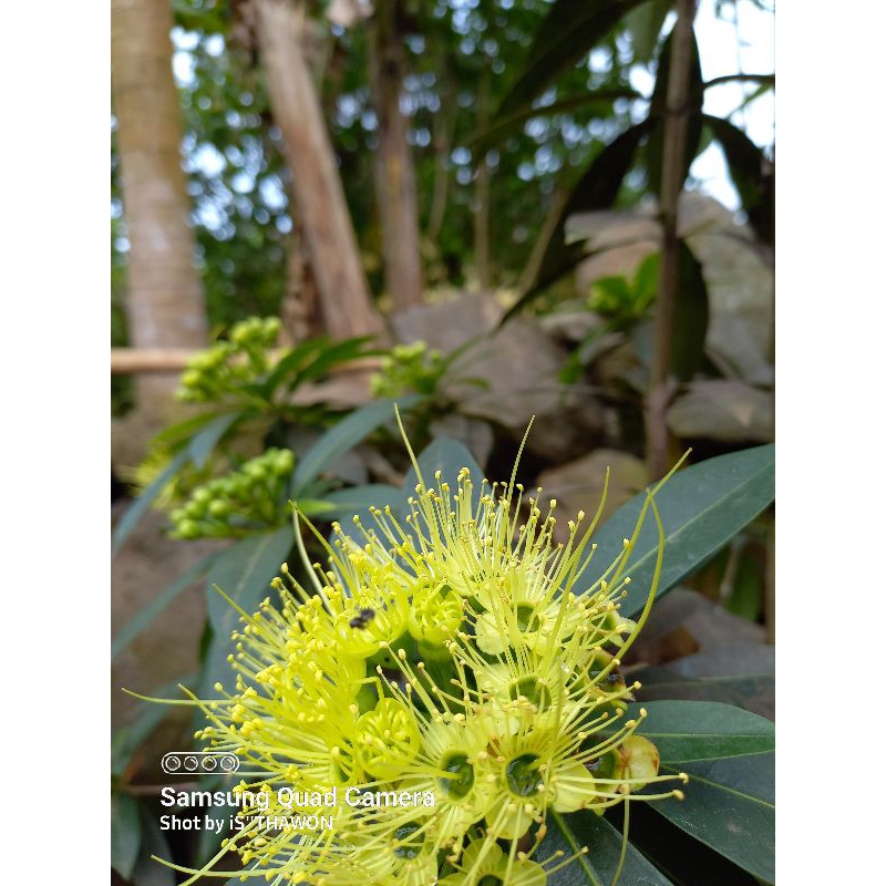 Jual bunga santos lemon / tanaman hias / vegetasi lebah / bunga santos ...