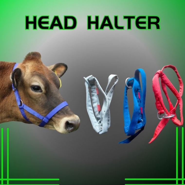 Jual Sale Kodey5Y9k BRANGUS BACOK HEAD HALTER IKAT KEPALA SAPI KERBAU KUDA BERKUALITAS | Shopee ...