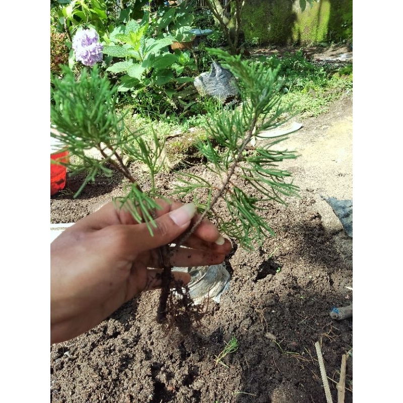 Jual bahan bonsai Cemara sinensi sudah tumbuh akar | Shopee Indonesia