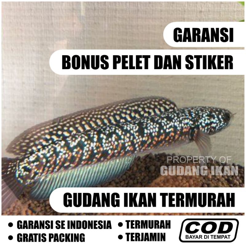 Jual Chana Asiatica Full Pelet Bonus Sticker dan pelet cana asiatica ...