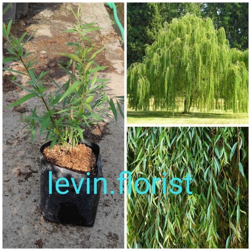 Jual Salix Babylonica / Babylon willow / Liang liung/ Liang Liu / bibit ...