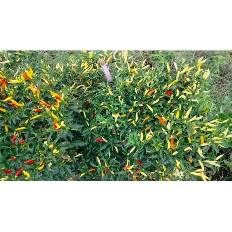 Jual Benih cabe rawit setan , Cabe dewata isi 25 biji | Shopee Indonesia