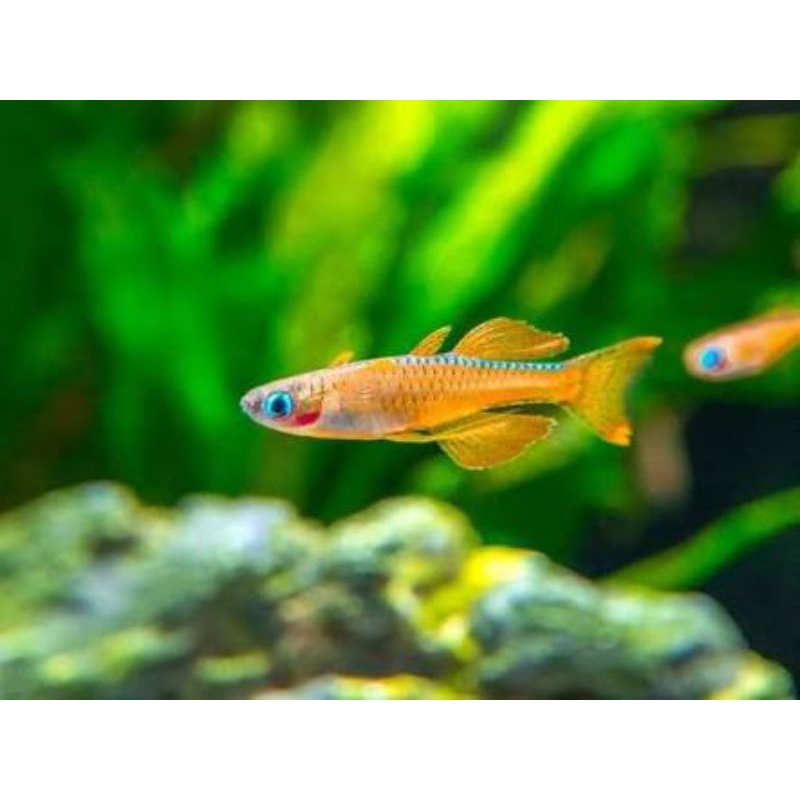 Jual Ikan hias paskai pseudomugil aquascape | Shopee Indonesia