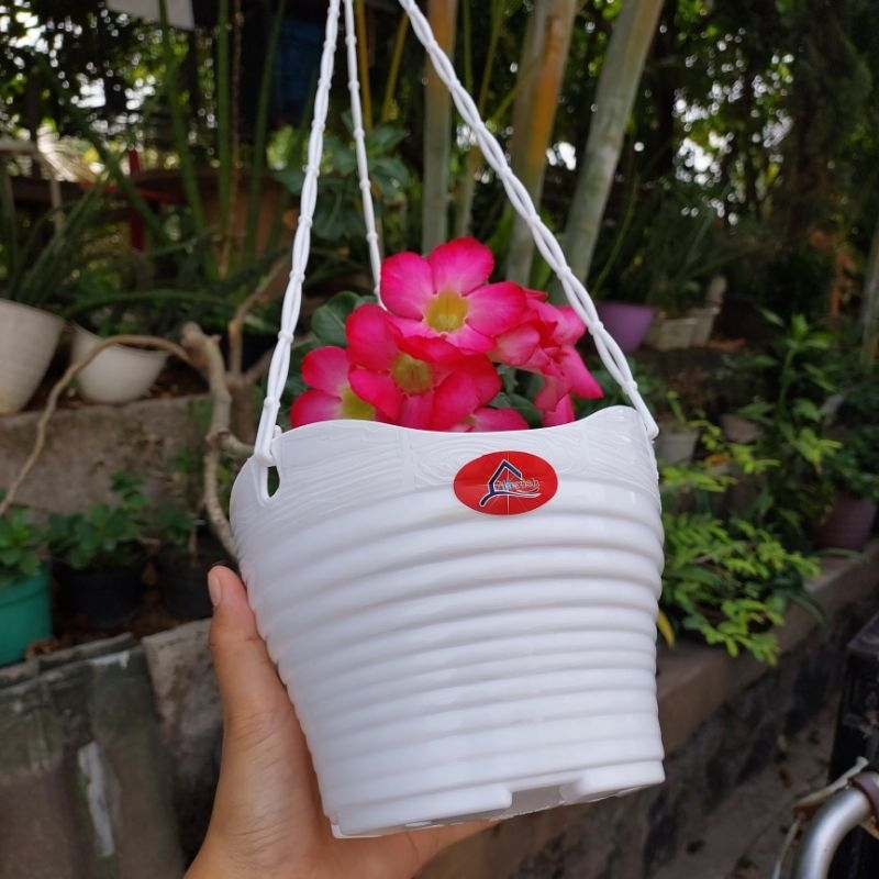 Jual (1pc) ALEXISH POT GANTUNG CHARLIE 20 (17cm) : pot gantung bagus ...