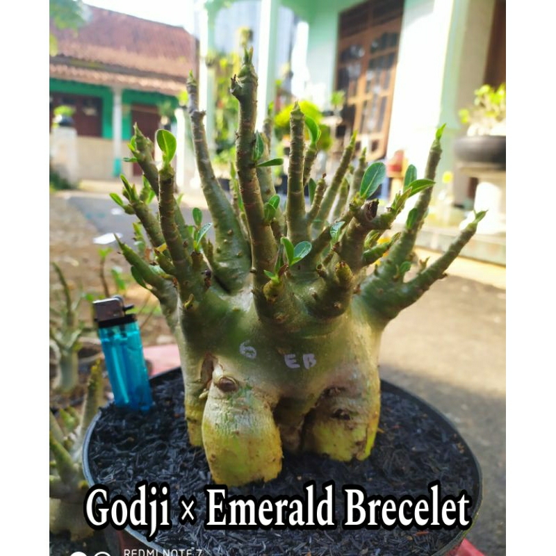 Jual KALAMAE | ARABICUM IMPORT | BLACK SKIN | ADENIUM IMPORT | BONSAI ...