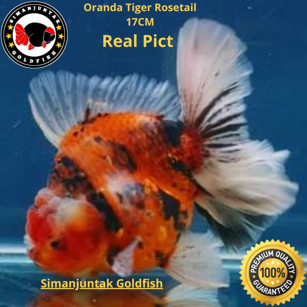 Jual oranda tiger rosetail jumbo / ikan mas koki oranda tiger | Shopee ...