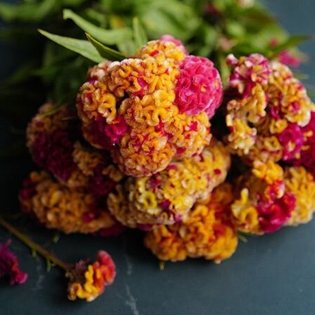 Jual Benih bunga celosia kurume corona dwiwarna merah kuning jengger ...
