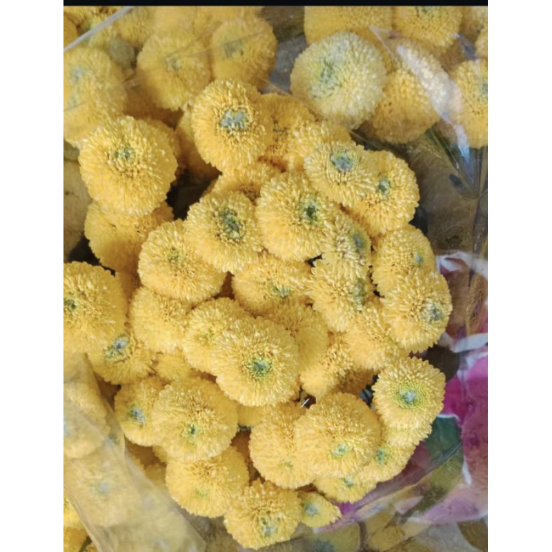 Jual Aneka macam bunga pom pom/3 tangkai | Shopee Indonesia