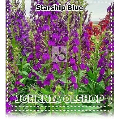 Jual Johrnia 3 Benih Biji Bunga LOBELIA Starship Blue | Shopee Indonesia