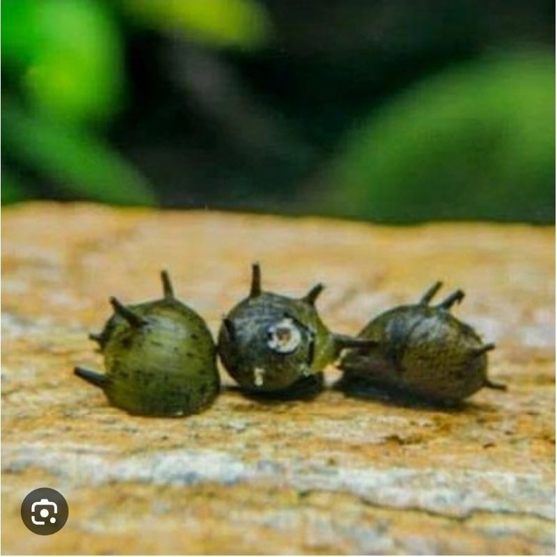 Jual keong tansuk horned nerite snail aquascape aquarium | Shopee Indonesia