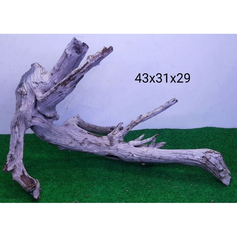 Jual Kayu Santigi Laut - Kayu Tenggelam - Aquascape - Channa - 43x31x29 ...