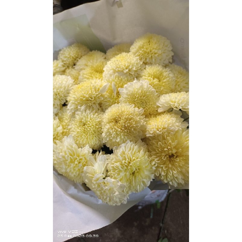 Jual bunga gompi peach /1 tangkai | Shopee Indonesia