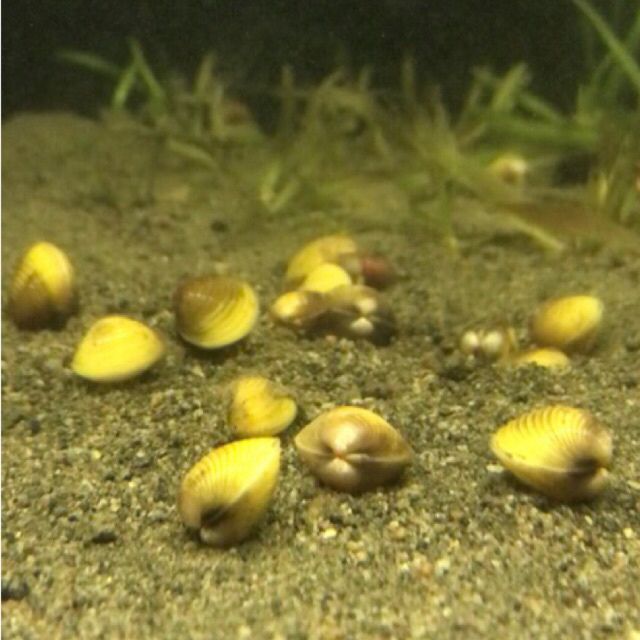 Jual Kerang Remis Hidup Laya Pensi Haremis Air Tawar Kerang Sungai ...