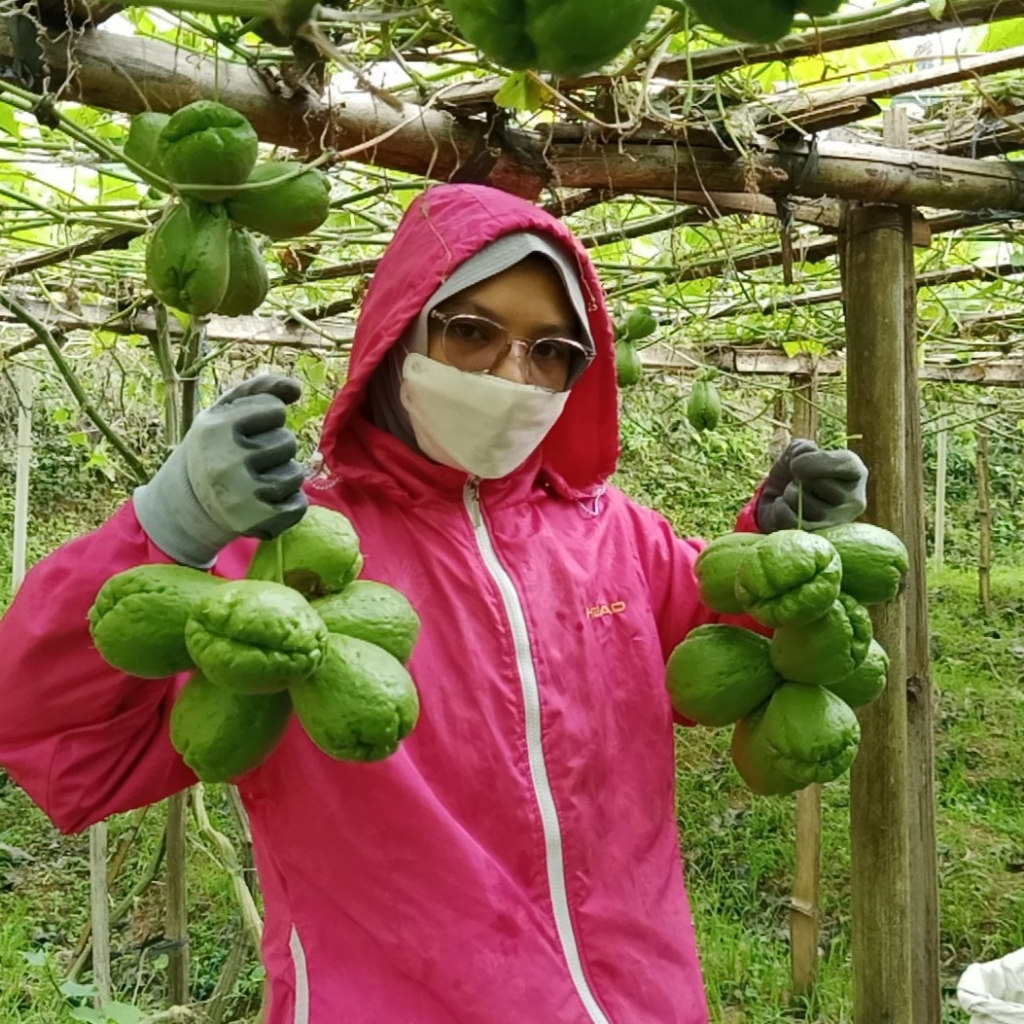 Jual BIBIT LABU SIAM ANGGUR (Super) | Shopee Indonesia