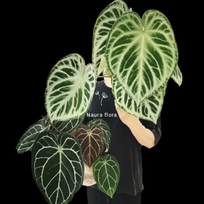 Jual Tanaman hias anthurium Dorayaki silver blush - anthurium Dorayaki ...