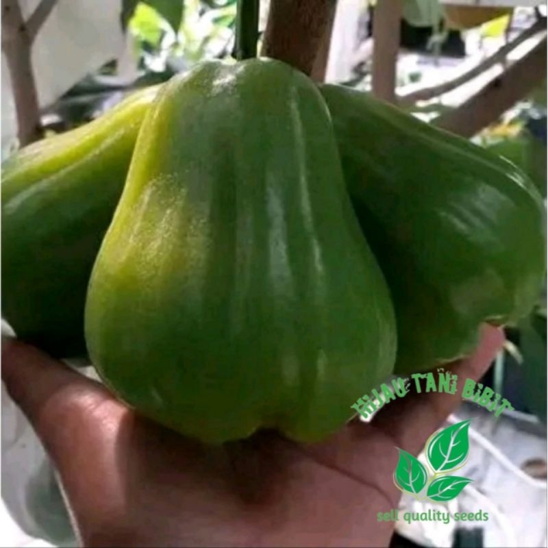 Jual Bibit Jambu Air Green Giant / Buto Ijo Asli Produk Sendiri ...