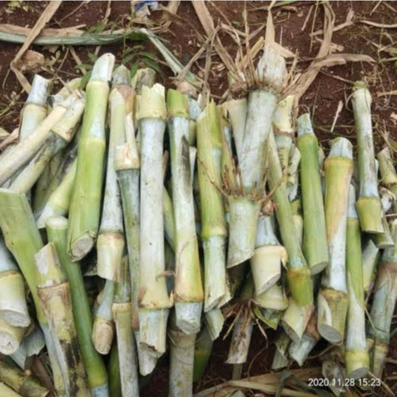 Jual KEBUN.MUKLIS - Paket 50 Stek Rumput Pakchong/Blembem | Shopee ...