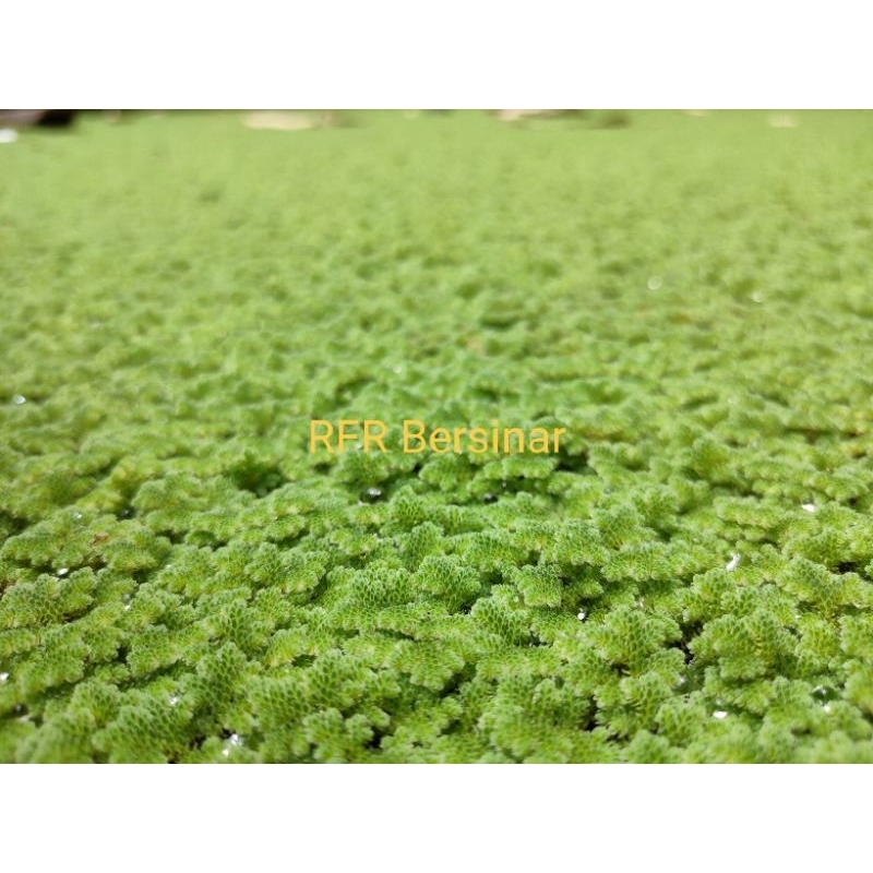 Jual Azolla Pakan Ternak/Ikan Alternatif 1kg | Shopee Indonesia