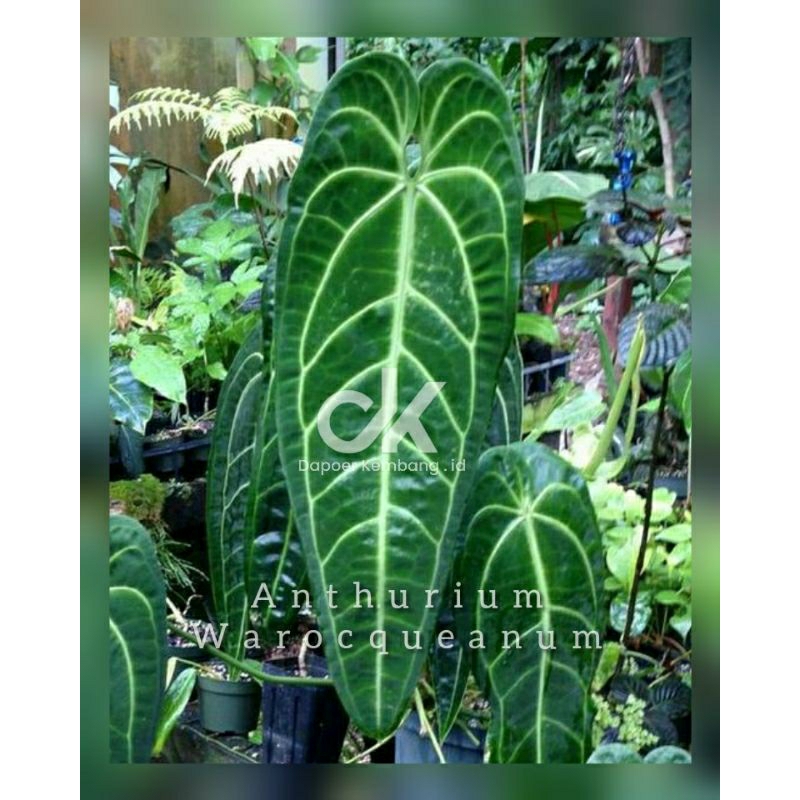 Jual anthurium warocqueanum / warok / waroq / lidah gajah / tanaman hias / tanaman dekorasi ...