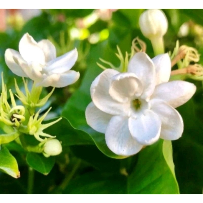 Jual Tanaman Melati Wangi, melati wangi, Tanaman hias melati wangi ...