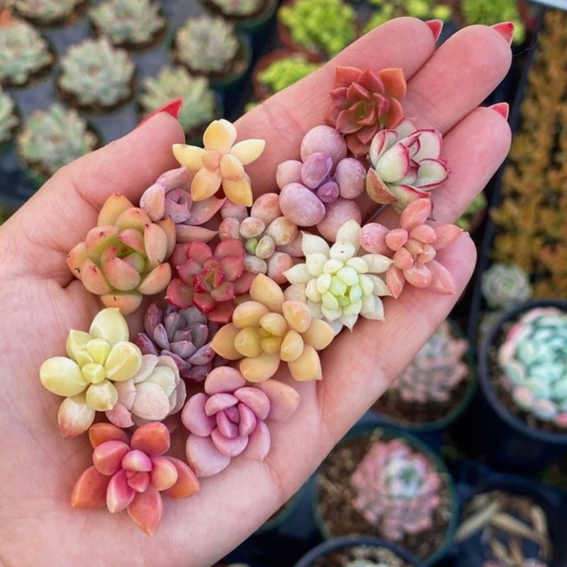 Jual Bibit Sukulen Murah Meriah | Shopee Indonesia