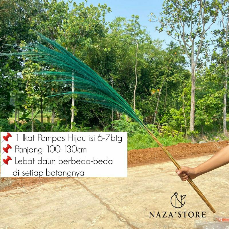 Jual 1 Ikat Pampas Rayung Kering Isi 6-7batang Panjang 120cm Dekorasi ...