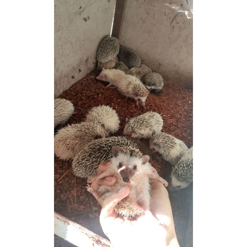 Jual anakan landak mini jenis sp ( salt and paper ) usia 2 bulanan up ...