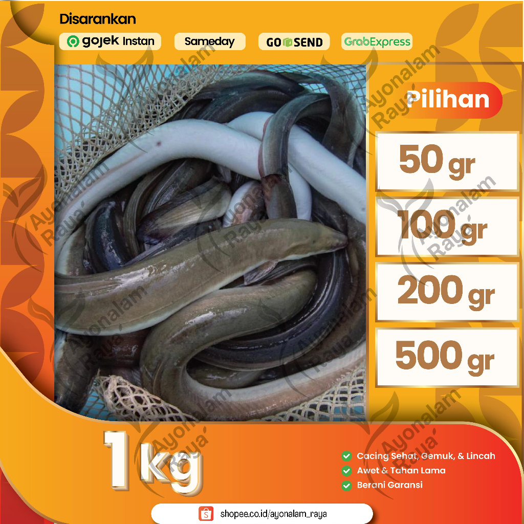 Jual Ikan Sidat Konsumsi Hidup - Unagi Fillet Segar Fresh 1Kg | Shopee Indonesia
