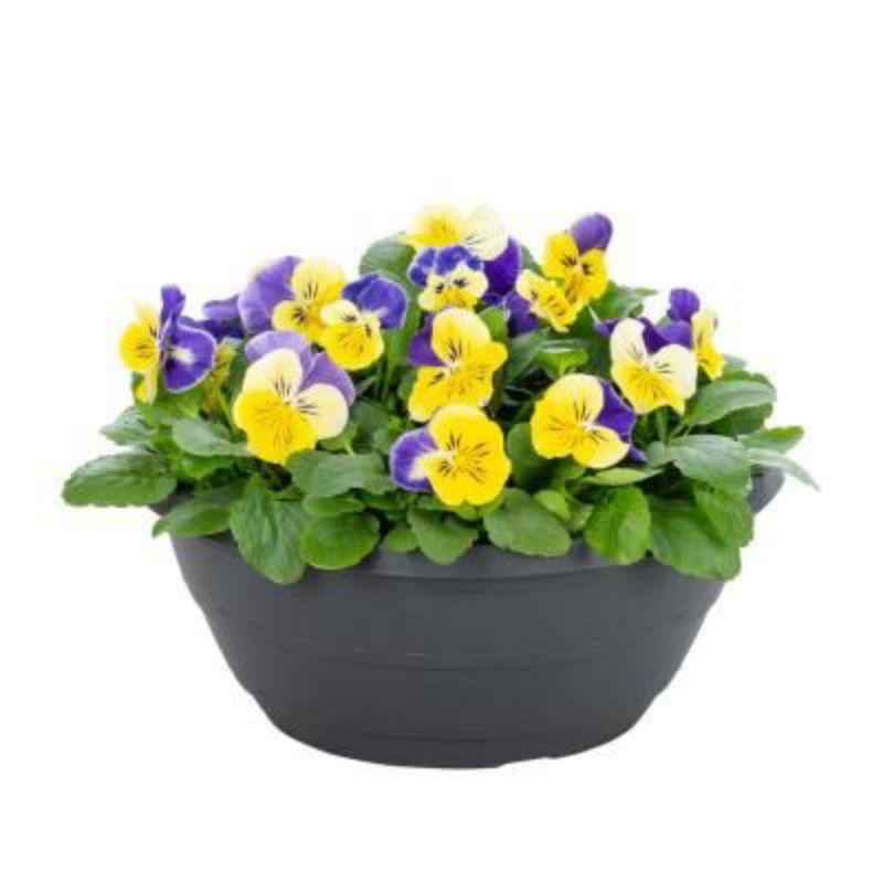 Jual TANAMN BUNGA VIOLA EDIBLE FLOWER | Shopee Indonesia