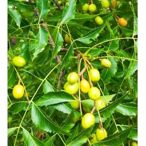 Jual biji pohon mimba | Shopee Indonesia